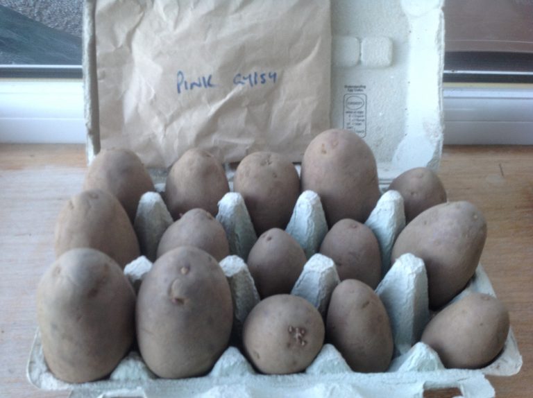 Pink Gypsy – ONE SEED FORWARD