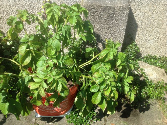 Pink Gypsy – ONE SEED FORWARD