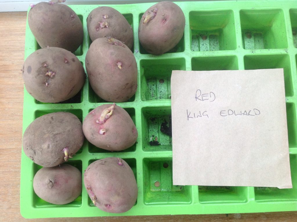 Red King Edward – ONE SEED FORWARD